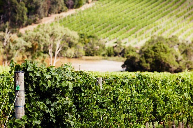 Melbourne Shore Excursion, Wine Region, Wildlife, Shared Tour - The Sum Up