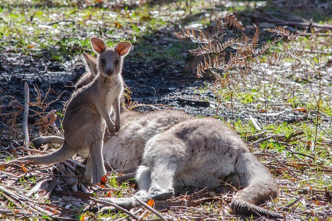 Melbourne to Adelaide 3 Day Southern Coast Overland Tour - Day 3: The Final Scenic Highlights and Heading to Adelaide
