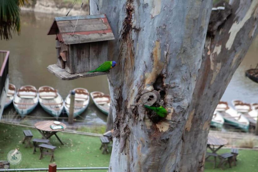 Melbourne: Walk the Yarra to Historic Fairfield Boathouse - Encounter with Wildlife in the Urban Wilderness
