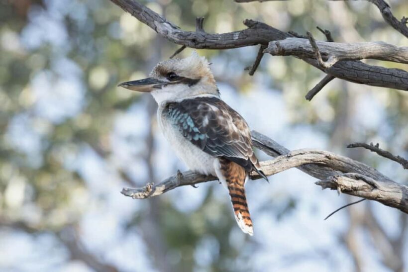 Melbourne: Walk the Yarra to Historic Fairfield Boathouse - Frequently Asked Questions