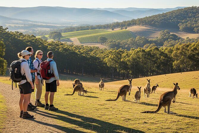 Melbourne wildlife nature hike with Kangaroos and sunset picnic! - Introduction