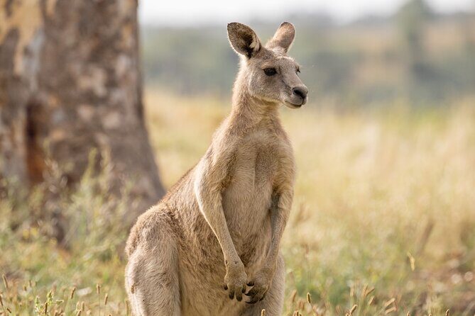 Melbourne wildlife nature hike with Kangaroos and sunset picnic! - Key Points