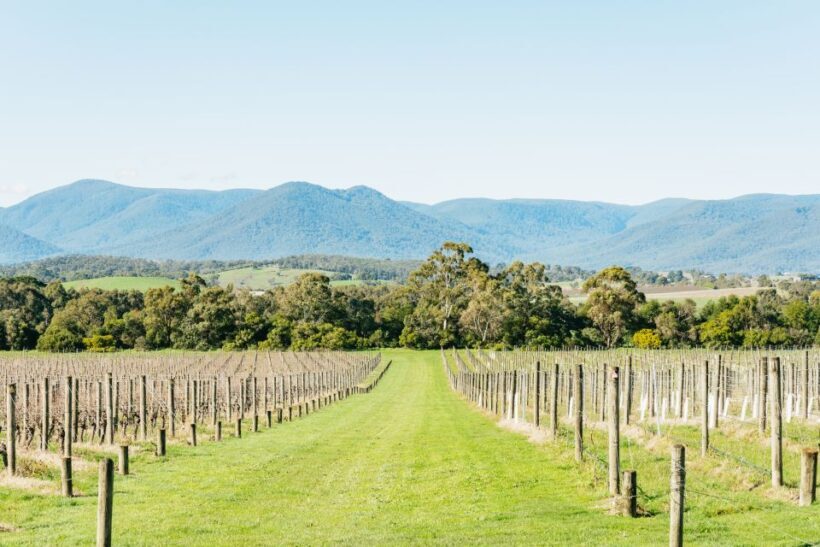 Melbourne: Yarra Valley Wine, Cider, Gin, Beer, & Choc Tour - What to Expect on Your Yarra Valley Experience