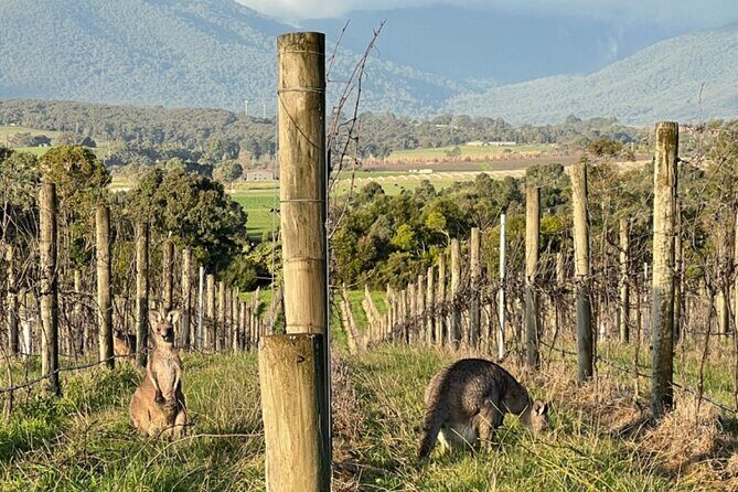 Melbourne Yarra Valley Wineries Explore Private Tour - Authentic Experiences and Worth the Cost?