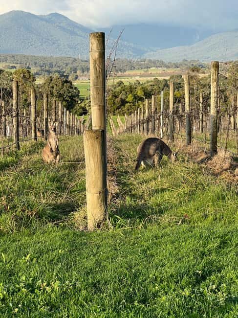 Melbourne: Yarra Valley Wineries Private Car Tour - FAQ