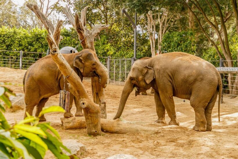 Melbourne Zoo: 1-Day Entry Ticket - Key Points