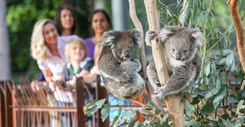 Melbourne Zoo: 1-Day Entry Ticket - Authentic Experiences and Visitor Feedback