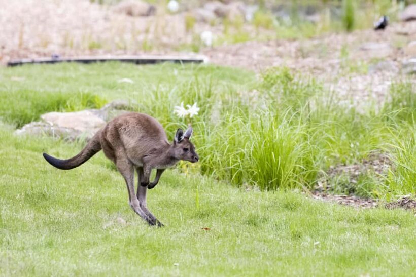 Melbourne Zoo: Australian Wildlife Experience Ticket - An In-Depth Look at the Experience