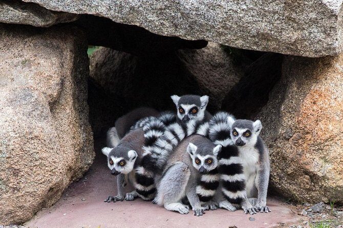 Melbourne Zoo General Entry Ticket - What We Love About Melbourne Zoo