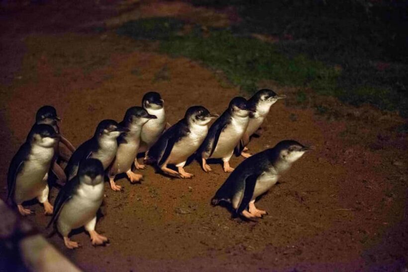 MelbournePhillip Island Tour 1 Day Tour - Why This Tour Works Well