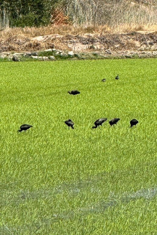 Melides: Moto 4 | Rice fields & Coastal Tour - Overview and Practical Details