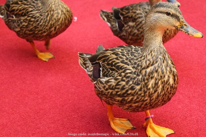 Memphis 3.5h Walking Tour with Beale Street & Sun Studio - What the Tour Does Well