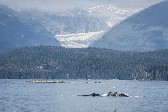 Mendenhall Glacier Visitor Center and Ultimate Whale Watch Combo - What Makes This Tour Stand Out?