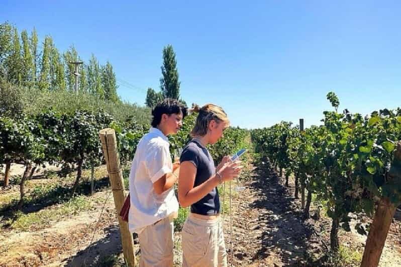 Mendoza: Full day tour visit and tasting - 3 wineries - Key Points