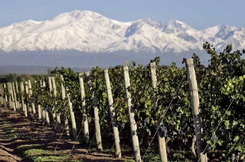 Mendoza: Full day tour visit and tasting - 3 wineries - What to Expect on the Tour