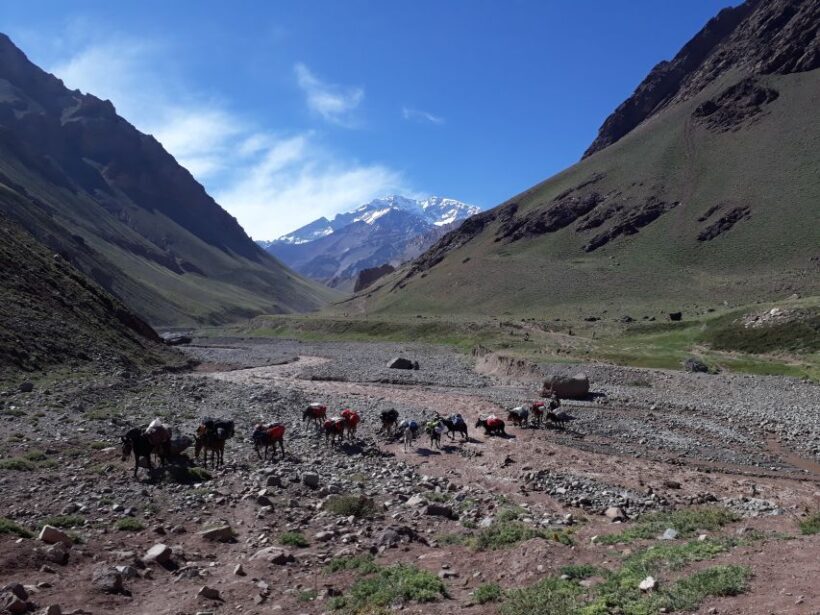 Mendoza: Mt. Aconcagua Confluencia Camp Trekking - Authentic Experiences and Traveler Feedback