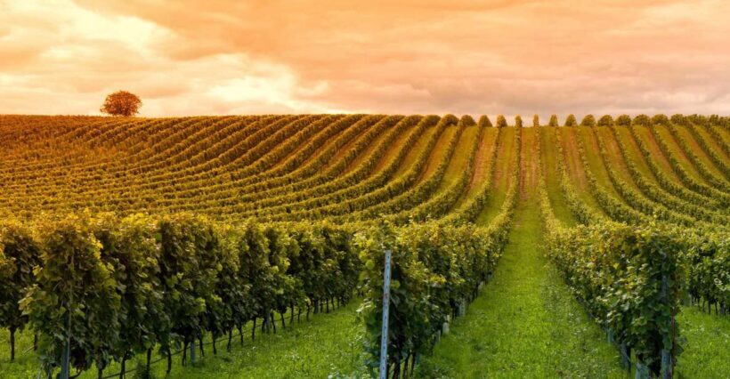 Mendoza: Small-Group Wineries Tour with Tasting and Lunch - A Deep Dive into the Mendoza Wineries Tour