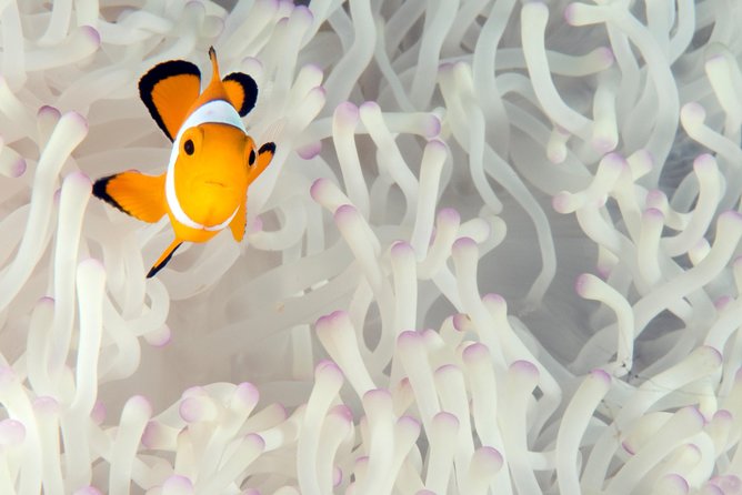 Menjangan island for Certified Scuba Divers full day boat trip, 2 dives + lunch - Who Will Love This Tour?