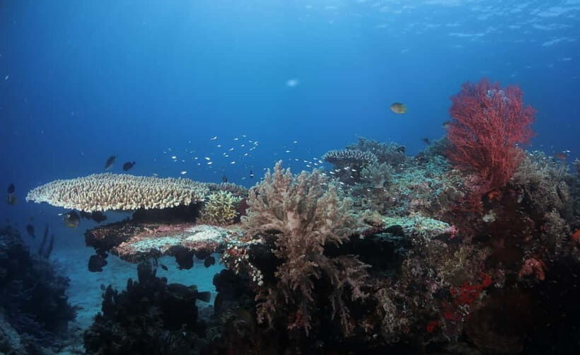 Menjangan Island: Fun Diving Experience - Frequently Asked Questions