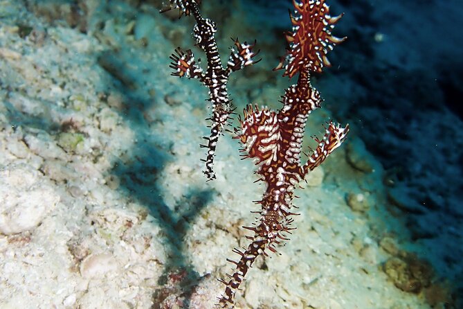 Menjangan island snorkeling full day boat trip - Analyzing the Value