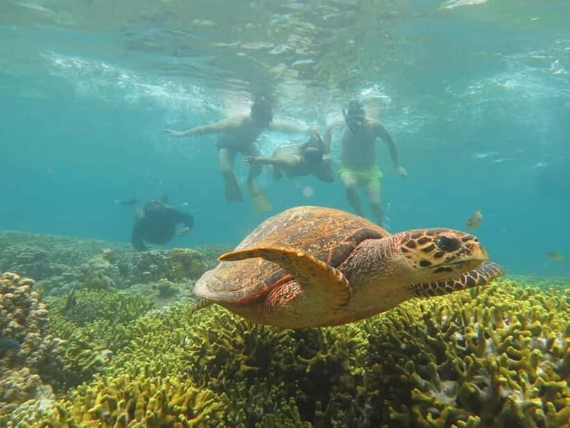Menjangan Island: Snorkeling Tour with Lunch - FAQ