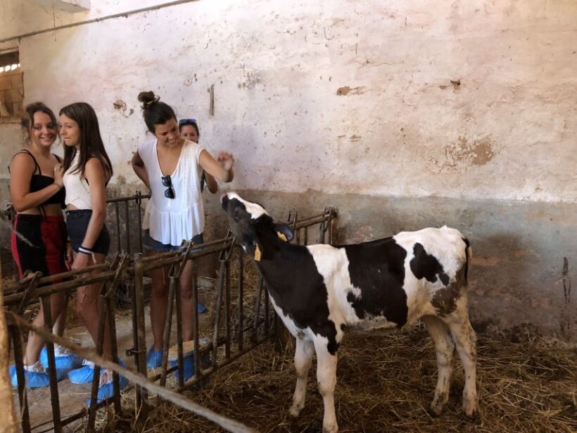 Menorca: Cheesemaking and Farm-Fresh Product Tasting - Who Will Love This Experience?