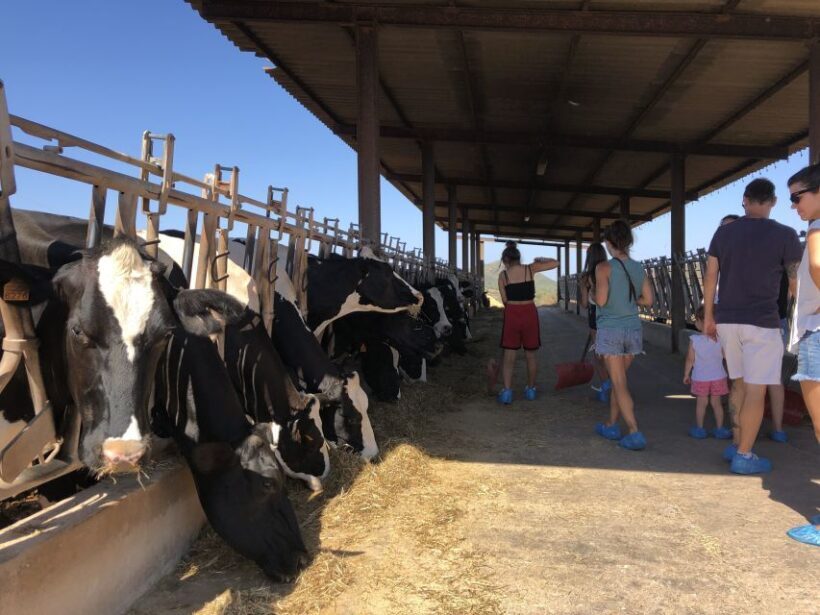 Menorca: Cheesemaking and Farm-Fresh Product Tasting - FAQ