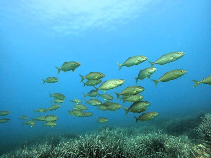 Menorca: Try scuba diving in Cala'n Bosch -BLUEWATER MENORCA - The Itinerary Breakdown