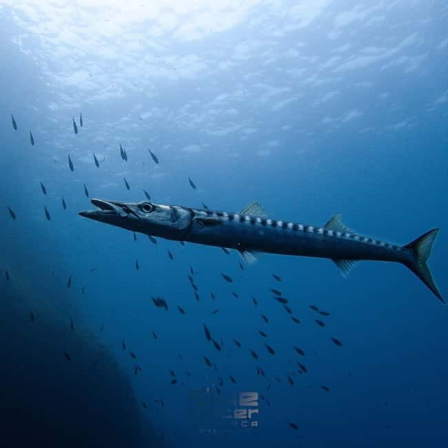 Menorca: Try scuba diving in Cala'n Bosch -BLUEWATER MENORCA - The Sum Up