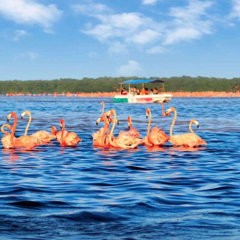 Merida: Celestun Boat Ride Mangrove Experience! Beach Time - Key Points