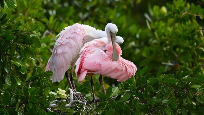 Merida: Celestun Boat Ride Mangrove Experience! Beach Time - Practical Details