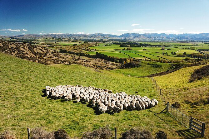 Merino Farm Experience - Enjoy a Genuine Taste of Kiwi Farm Life with the Merino Farm Experience in Canterbury