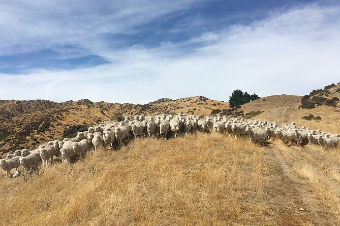 Merino Farm Experience - Who Should Book This Tour?