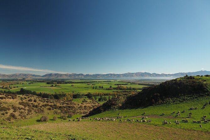 Merino Farm Experience - The Sum Up: Is It Worth It?