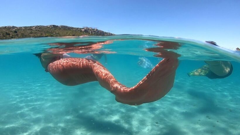 Mermaid Experience - FAQs