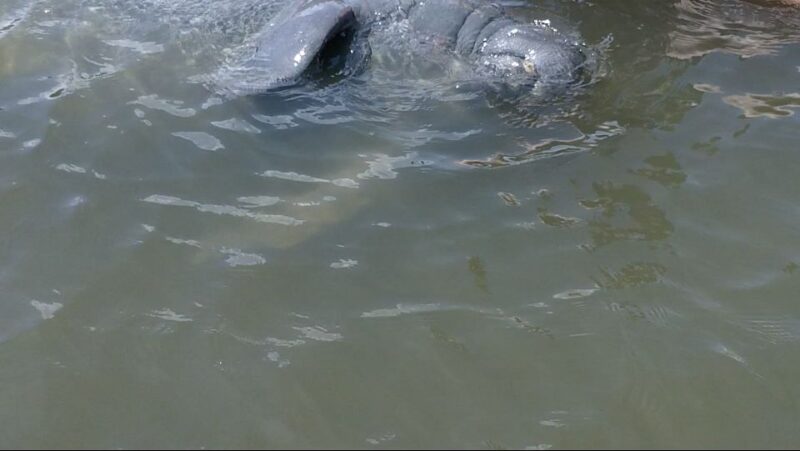 Merritt Island: Manatee Watching Paddle or Kayak Tour - The Real Experience: What Travelers Say