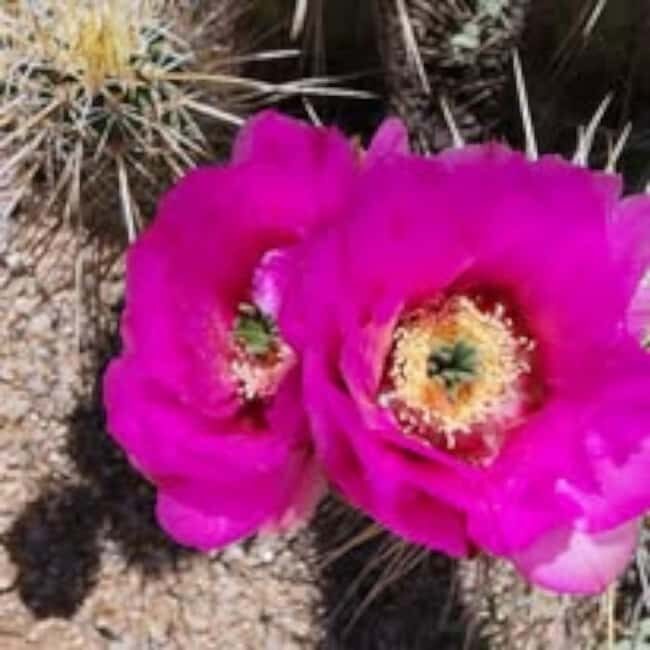 Mesa. AZ: Bulldog Canyon Off-Road Tour Scenic Superstitions - Who Should Consider This Tour?