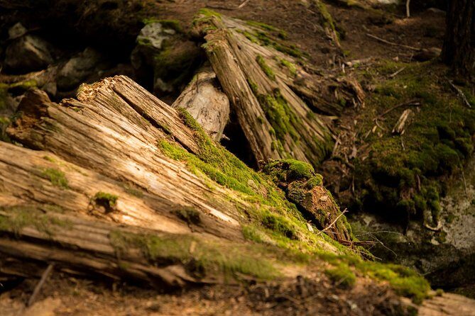 Mesmerizing Nature Walk in Lynn Canyon Park - FAQ