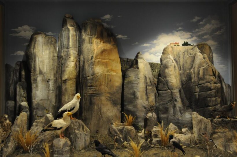 Meteora: Natural History Museum and Mushroom Museum Tour - An In-Depth Look at What This Tour Offers