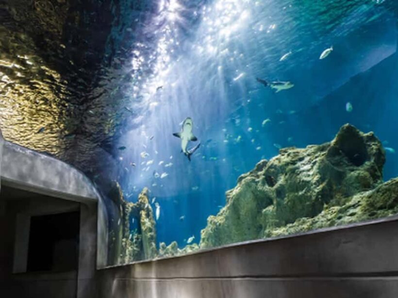 Mexico City: Entry Ticket to Acuario Michin - Key Points
