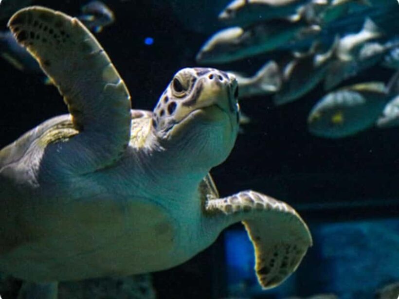 Mexico City: Entry Ticket to Acuario Michin - An Honest Look at Acuario Michin