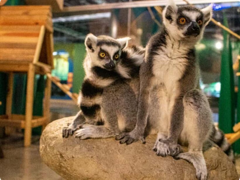Mexico City: Entry Ticket to Acuario Michin - FAQ