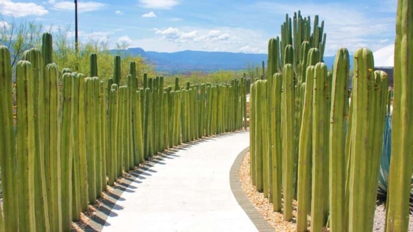 Mexico City: Explore Mexican Gardens and Tepoztlan Town - FAQ