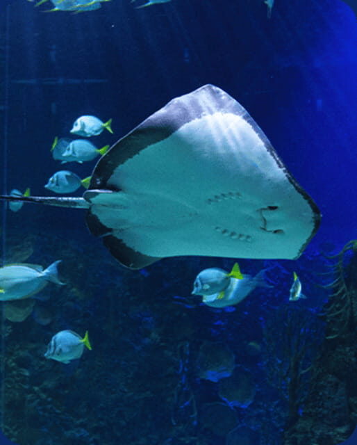 Mexico City: Fast Pass Ticket to Acuarium Inbursa - Key Points