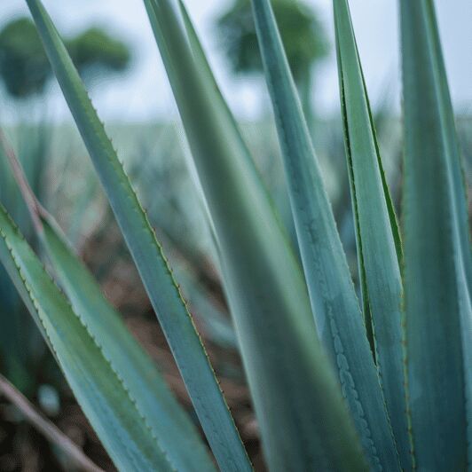 Mexico City: Mezcal Tasting and Market Tour with Lunch - Key Points