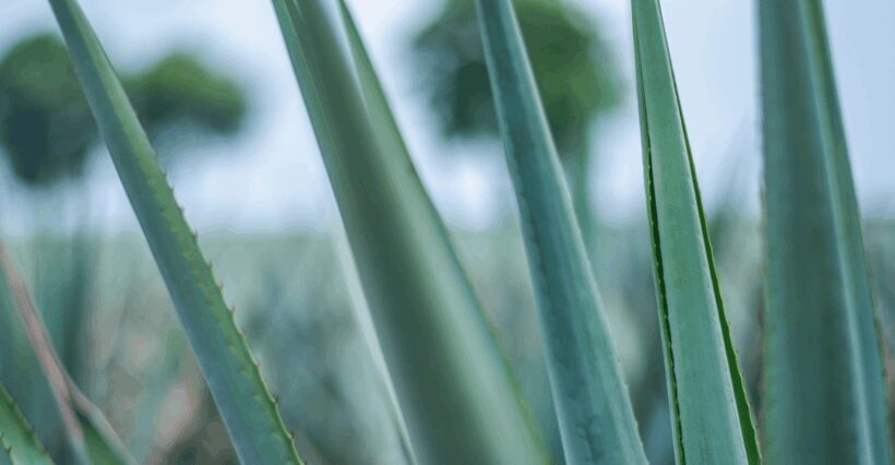 Mexico City: Mezcal Tasting and Market Tour with Lunch - Practical Insights