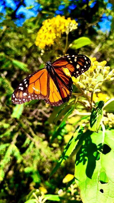Mexico City: Monarch Butterfly Sanctuary Day Tour - Who Will Enjoy This Tour?