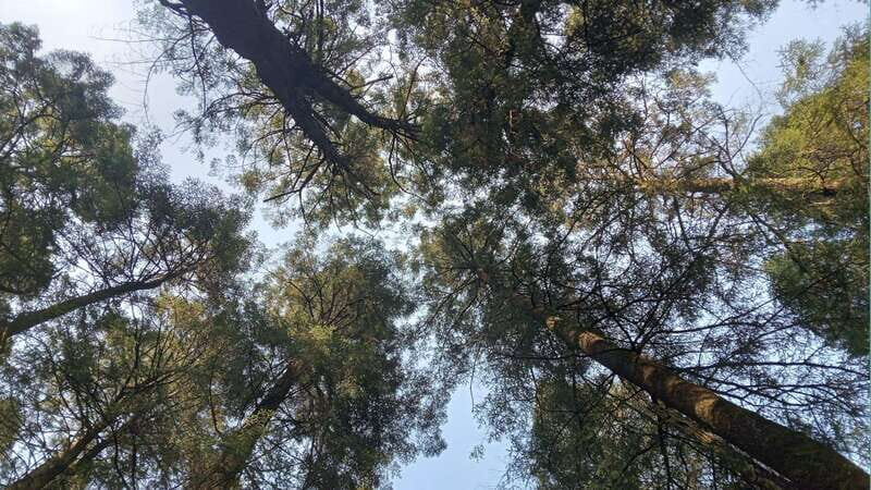 Mexico City: Morning Hiking at Mirador Coconetla - Who Will Love This Tour?