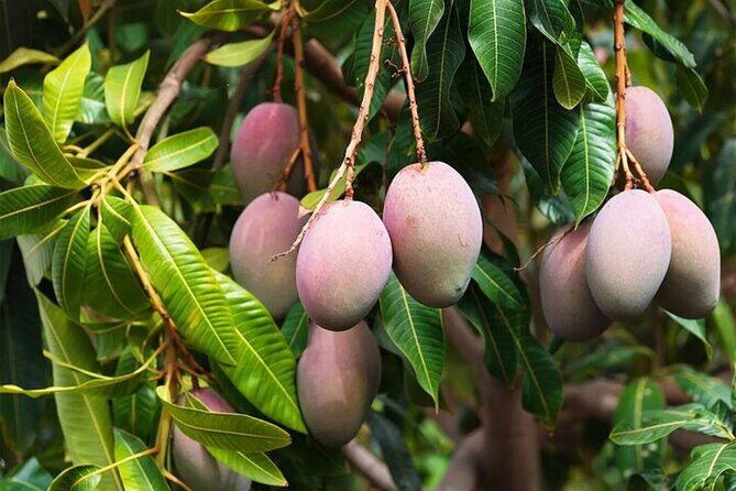 Mexico's Tropical Fruit Guided Tasting in Mexico City - FAQ