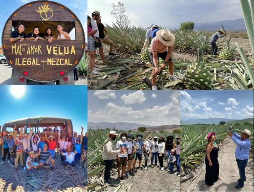 Mezcal Oaxaca: Tour, Gastronomy and Mezcal Tasting - Key Points